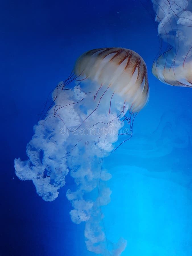 Jellyfish Fish Deep Sea Blue Beautiful Stock Image - Image of blue ...