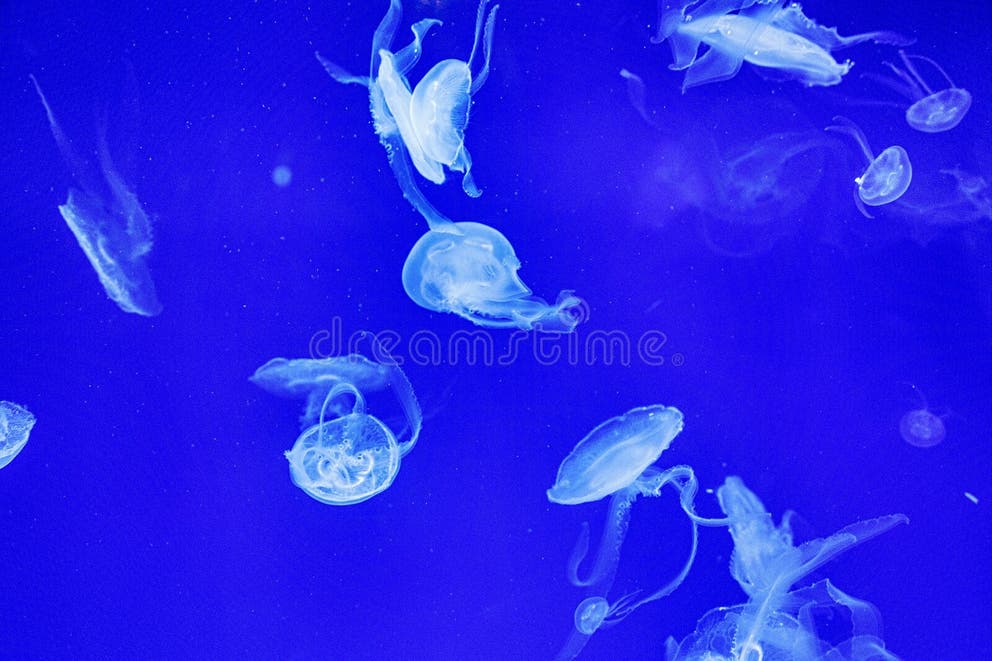 Jellyfish Float Gracefully Against a Deep Blue Background Stock Photo ...