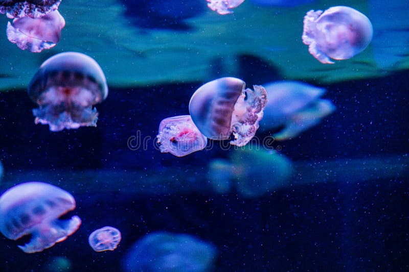 Jellyfish Float Gracefully Against a Deep Blue Background Stock Photo ...