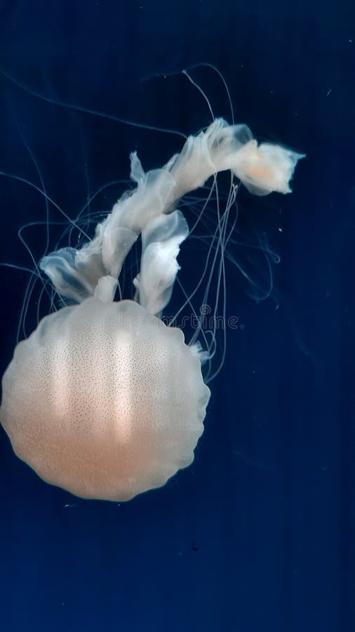 The Jellyfish Floats Serenely with a Translucent Bell and Wispy ...