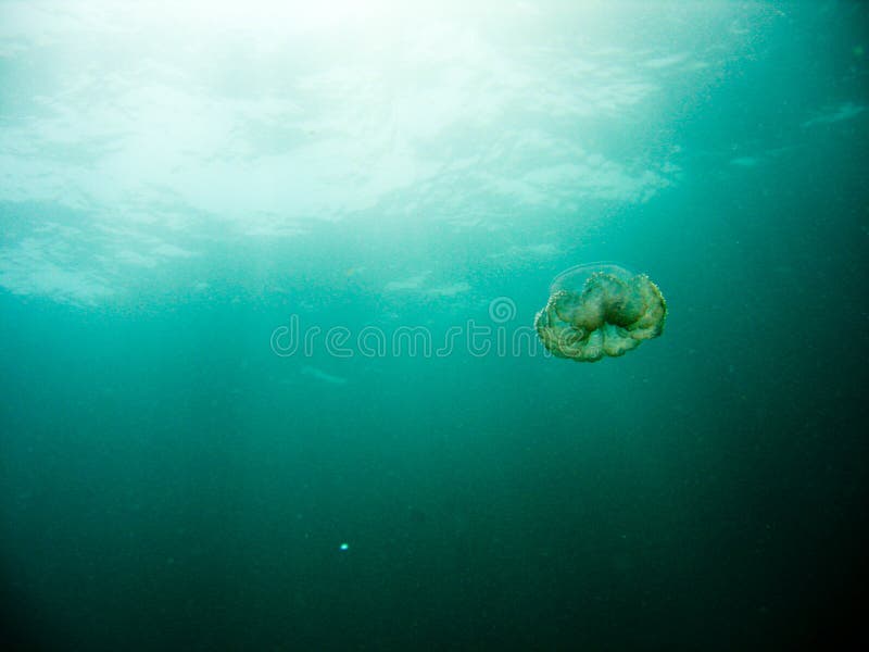 Jellyfish Flows Over the Ocean Stock Image - Image of flow, adventure ...