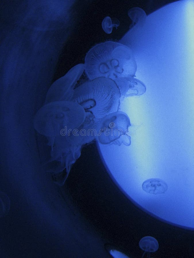 Jellyfish in half tube stock photo. Image of design - 182527276
