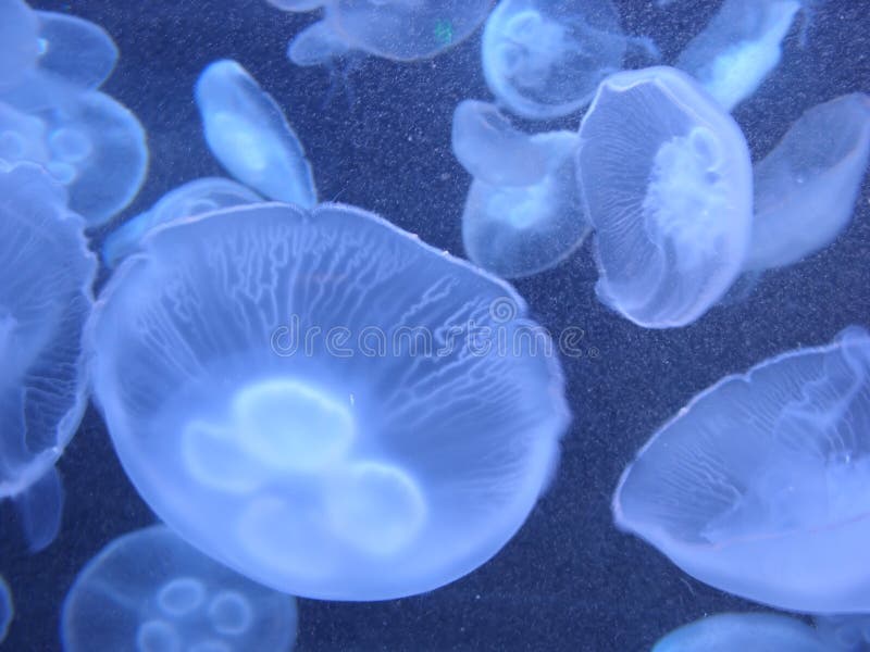 Multiple Jellyfish In An Aquarium Stock Photo - Image of underwater ...