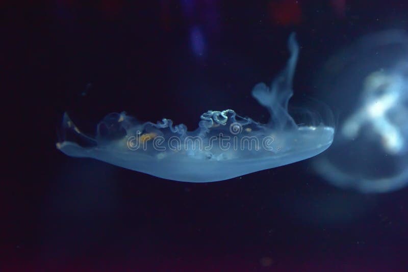 Phosphorescent Deep Sea Fish Stock Photos - Free & Royalty-Free Stock ...