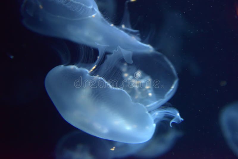 Many jellyfish together stock photo. Image of exotic - 74806772