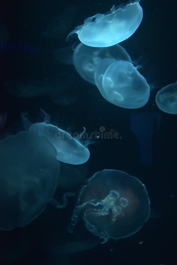 Phosphorescent Deep Sea Fish Stock Photos - Free & Royalty-Free Stock ...