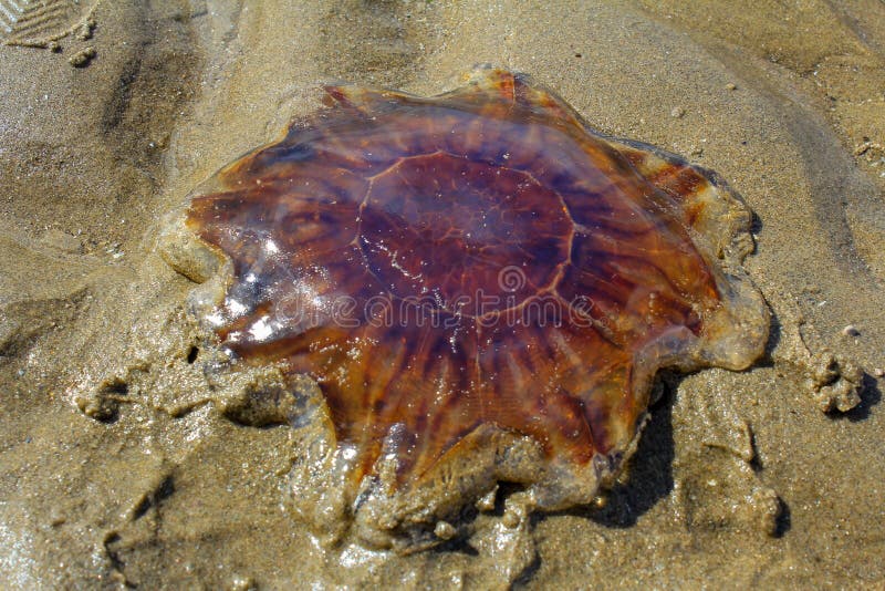 Jellyfish Washed Up on Sea Shore Stock Photo - Image of jellyfish ...