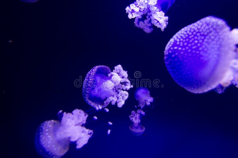 Jellyfish or Medusa Blue Image Stock Photo - Image of beautiful ...