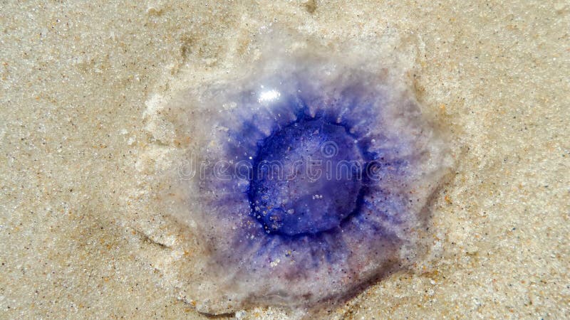 Jellyfish at the northsea stock image. Image of ocean - 73620623