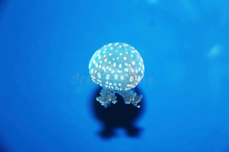 Toronto Aquarium Jellyfish on Legs Stock Image - Image of blob, aquatic ...