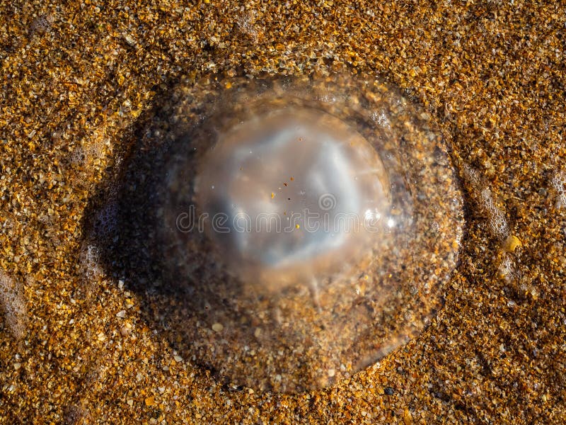 Jellyfish on Orange Sand. Jellyfish by the Sea Stock Image - Image of ...