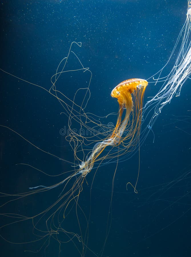 Jellyfish and Small Fish stock photo. Image of mexico - 5639620