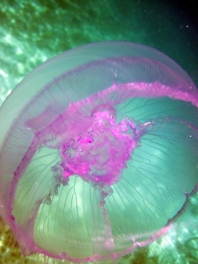 Jellyfish stock photo. Image of texture, water, macro - 31750608