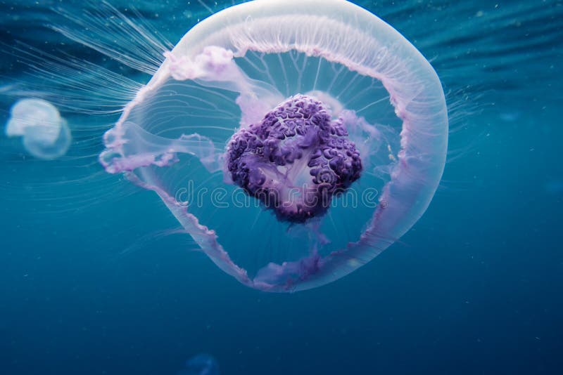 Jellyfish in red sea stock image. Image of aurelia, reef - 72442307