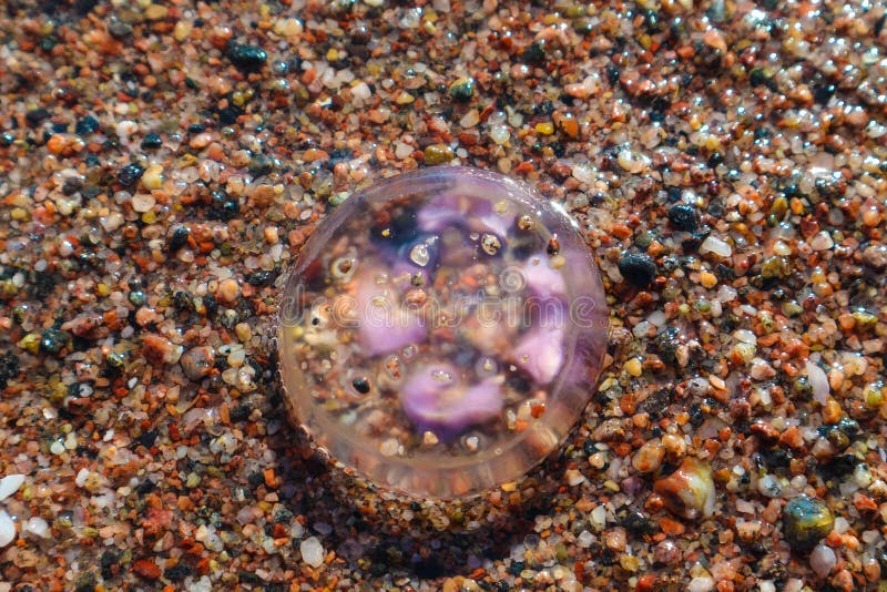 Jellyfish in the Sand on Oak Island Stock Image - Image of shore ...