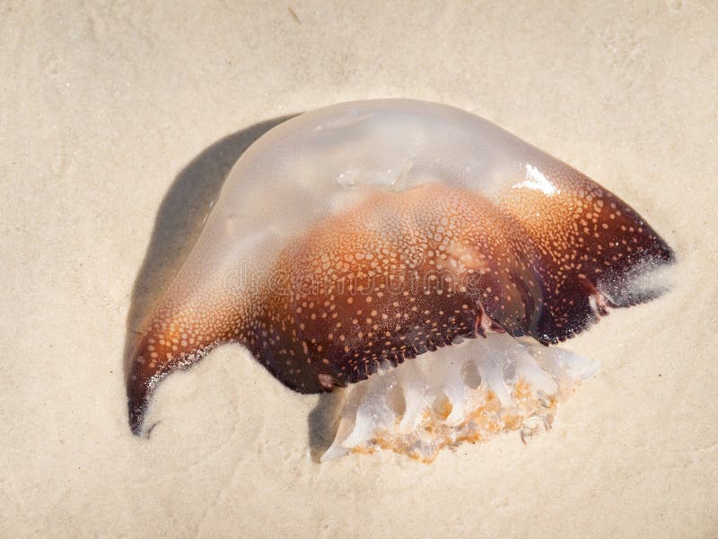 Jellyfish on sand stock photo. Image of jellies, ocean - 211109296