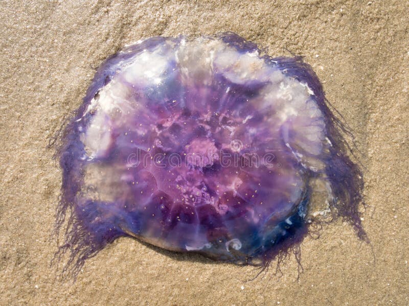 Jellyfish on sand stock photo. Image of seaside, tide - 43218568