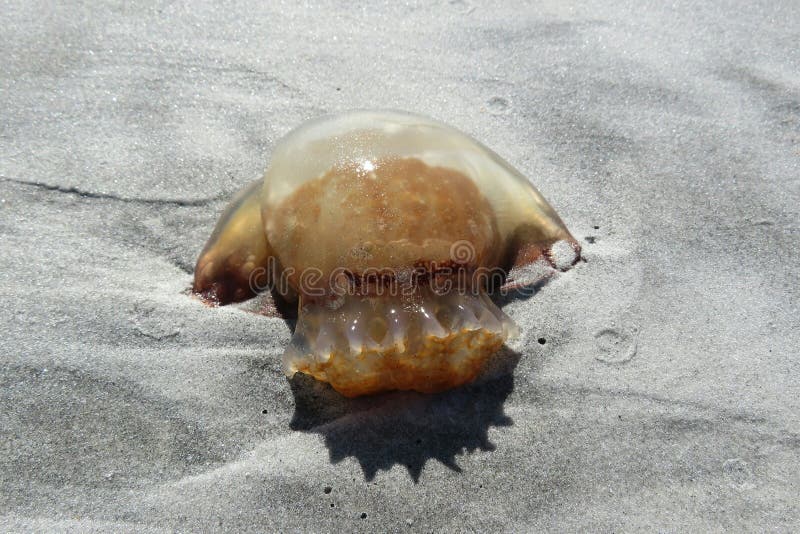 Jellyfish on the Sand, Closeup Stock Image - Image of aquatic ...