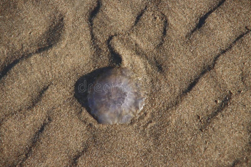 Jellyfish on the Sand of Katwijk Beach Stock Photo - Image of scuba ...