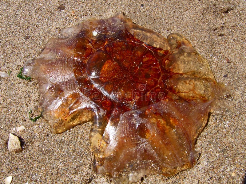 Jellyfish on sand stock image. Image of large, shore - 31472705