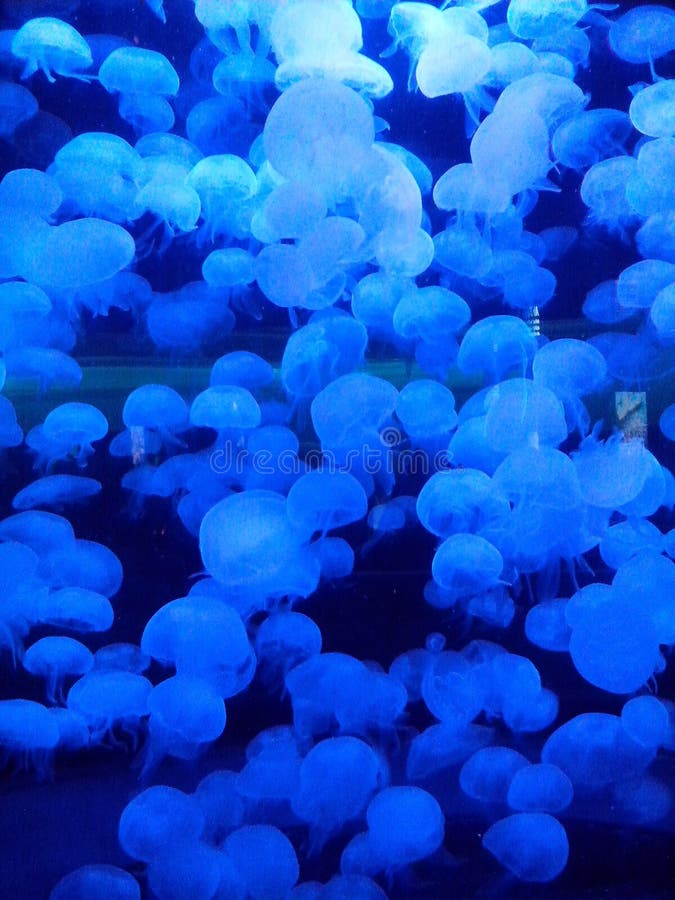 School of jellyfish stock image. Image of aquarium, orange - 7185853