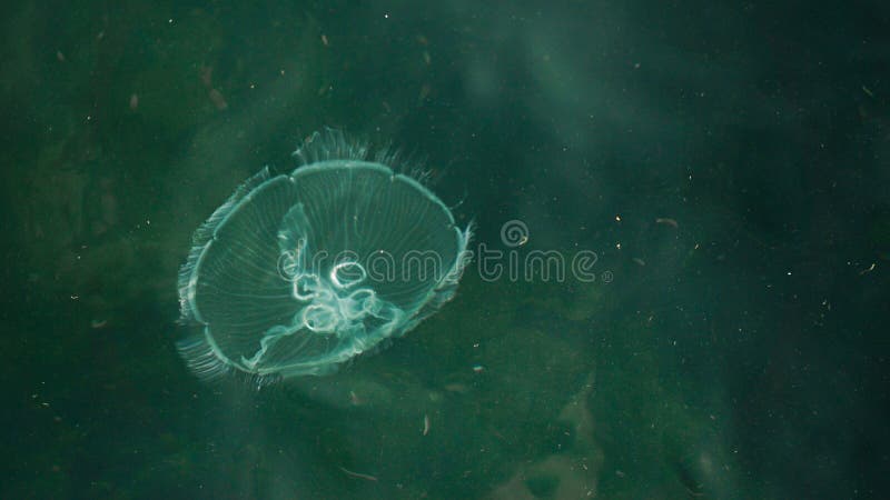 Jellyfish in the Sea Close Up View Stock Photo - Image of aquarium ...