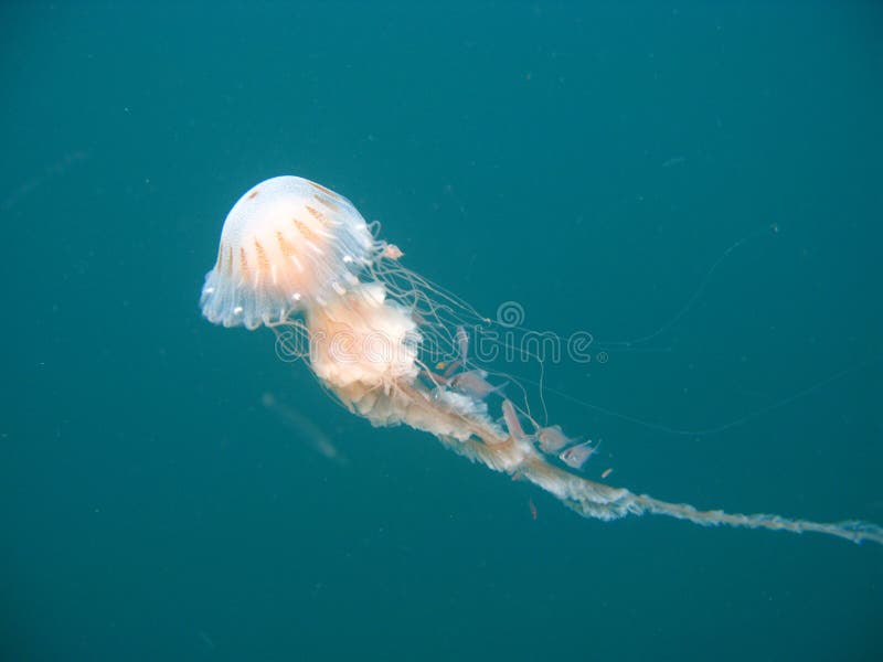 Jellyfish and Small Fish stock image. Image of gulf, current - 5639609