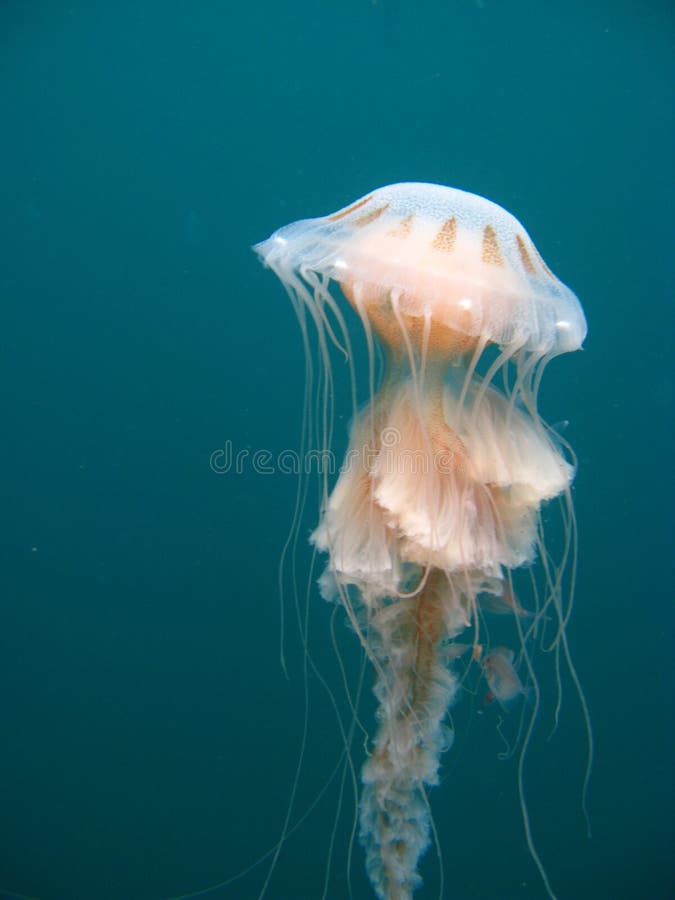 Jellyfish and Small Fish stock photo. Image of mexico - 5639620