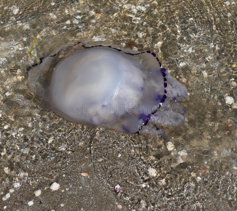 Jellyfish with Stinging Tentacles Beached on the Seashore Stock Photo ...
