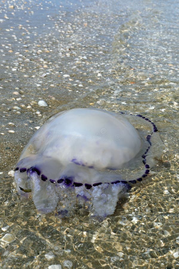 Jellyfish with Stinging Tentacles Beached on the Seashore Stock Photo ...