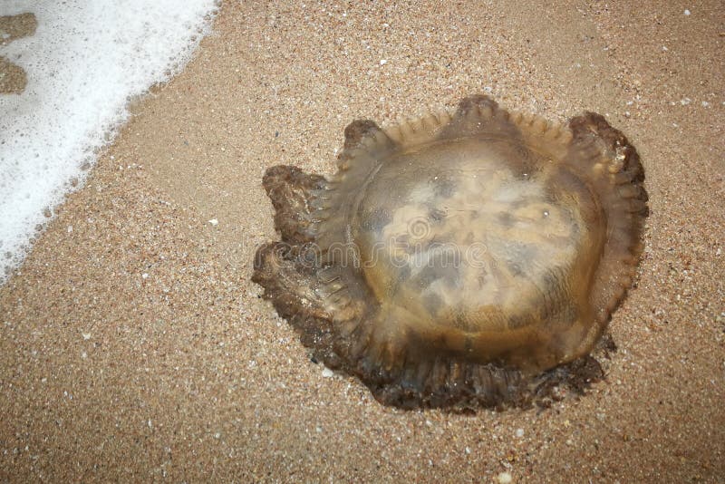Jellyfish Stranded Aground Over Sand Stock Photo - Image of jellyfish ...
