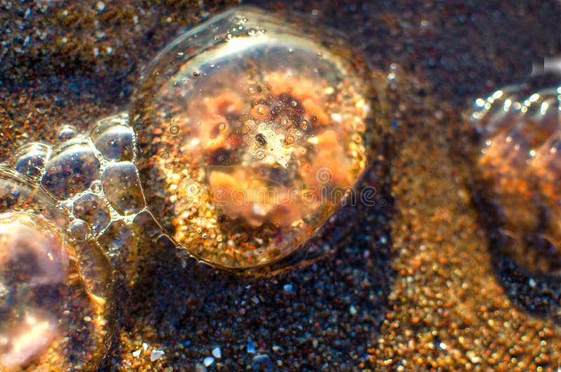 Jellyfish stranded stock image. Image of life, animal - 100788849