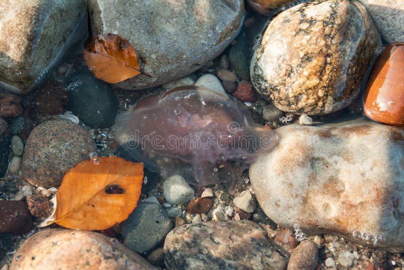Jellyfish Stranded on Beaches Stock Image - Image of jelly, pink: 48451673