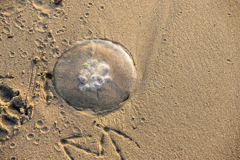 Jellyfish Stranded on a Sandy Beach at Sunset.. Stock Image - Image of ...
