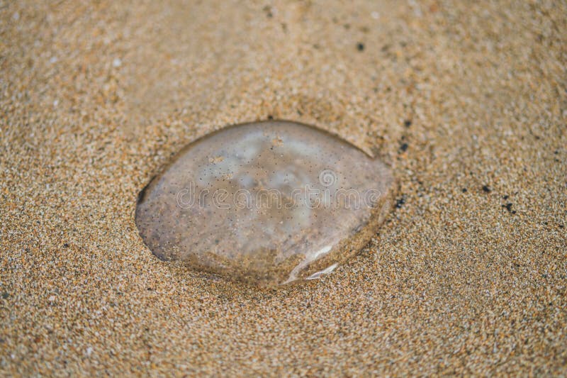 A Jellyfish Stranded on the Sandy Shore Stock Image - Image of burn ...
