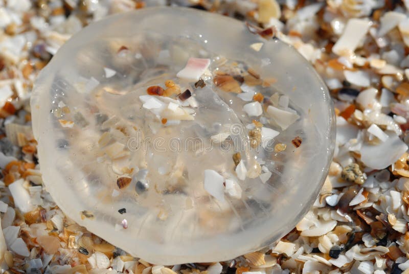 A Jellyfish Stranded on the Seashore Stock Image - Image of shore ...