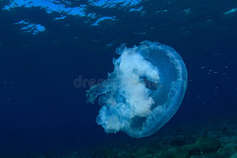 A Jellyfish Swims in the Middle of the Ocean. Stock Photo - Image of ...