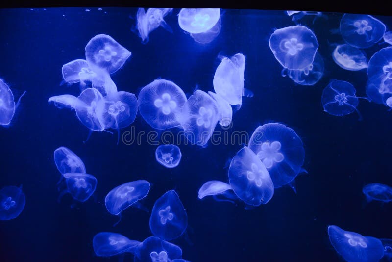 Two jellyfish stock photo. Image of fish, swimming, water - 40808394
