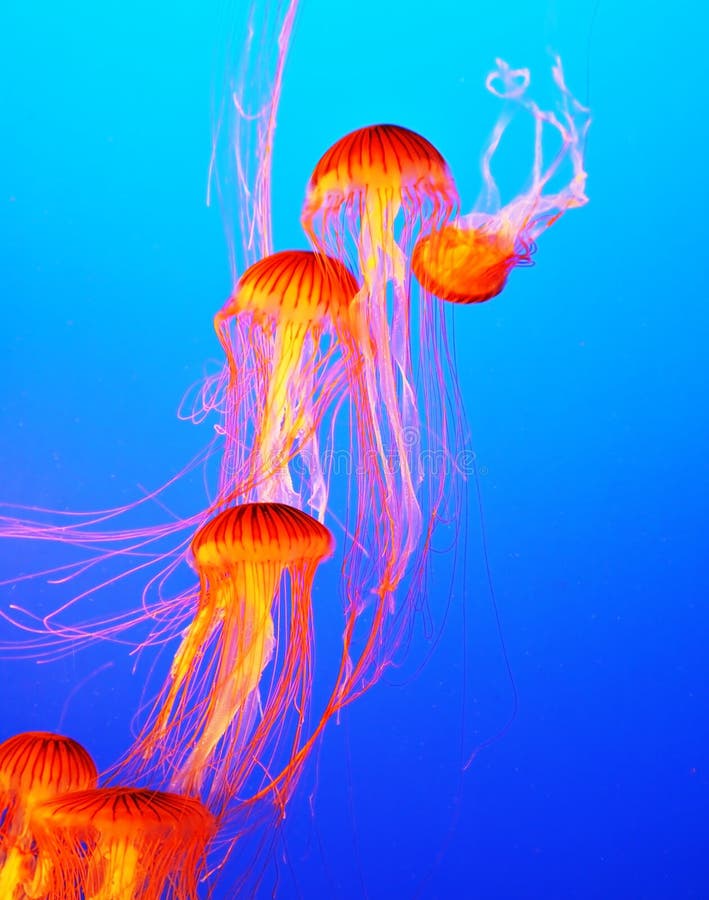 Yellow Red Jellyfish stock illustration. Illustration of reef - 45354495