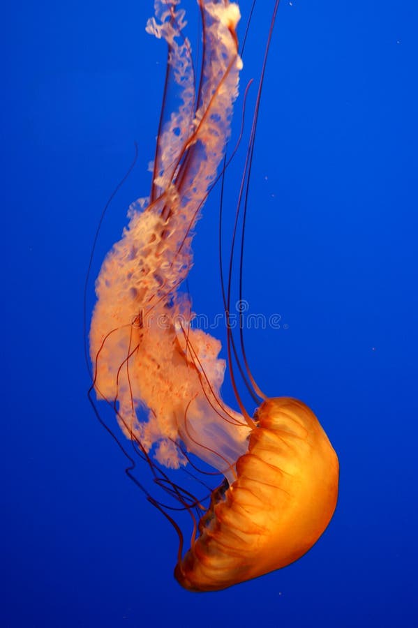 Jellyfish stock photo. Image of aquarium, complementary - 63064018