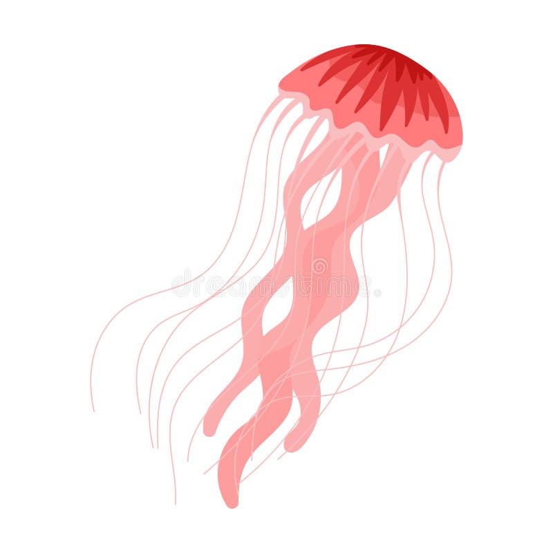 Jellyfish Vector Icon.Cartoon Vector Icon Isolated on White Background ...