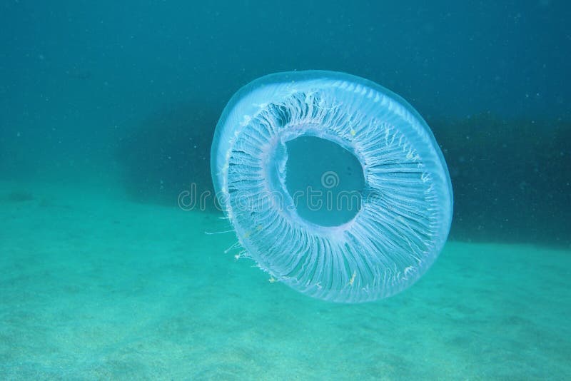 Jellyfish in Vertical Position Stock Photo - Image of wave, reflect ...
