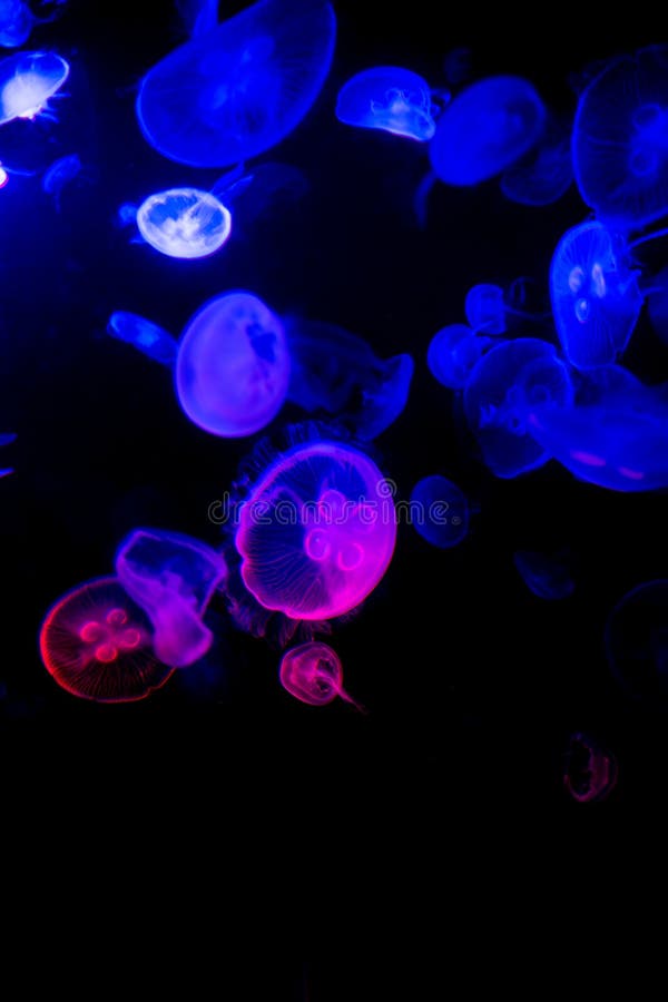Jellyfish in Water Small Jellyfish Aquarium Stock Photo - Image of ...