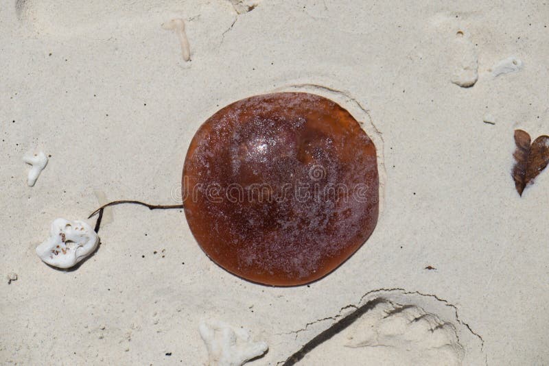 Jellyfish on a White Sand Beach Stock Photo - Image of colour, tentacle ...