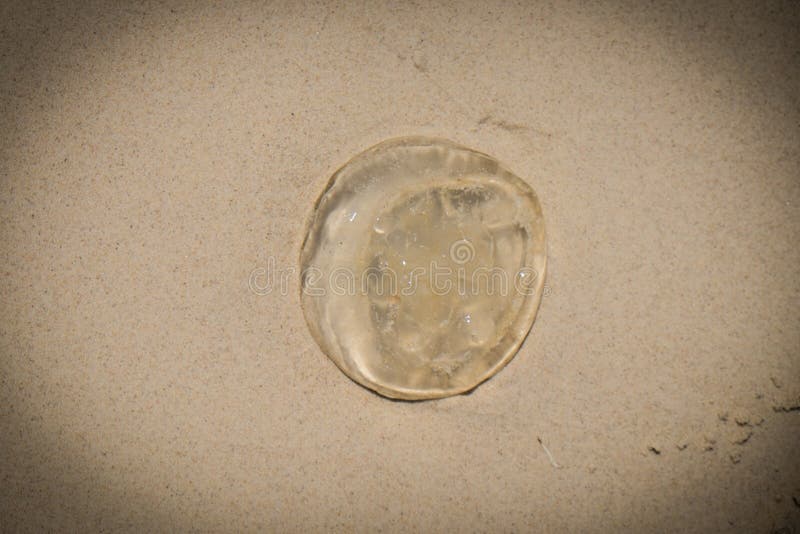 Jellyfish on a White Sand Beach Stock Image - Image of travel, sandy ...