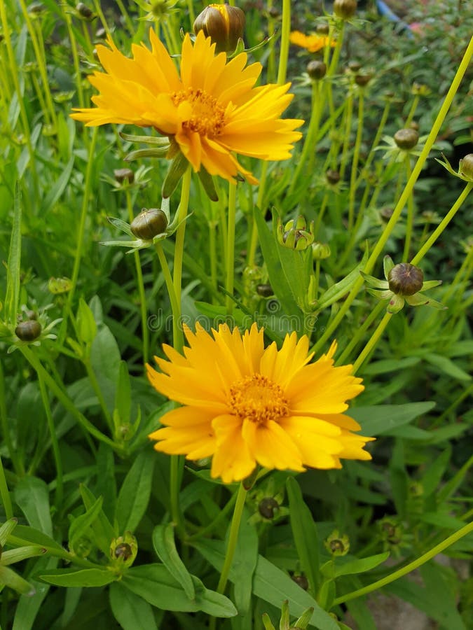 Flover Stock Images - Download 1,434 Royalty Free Photos