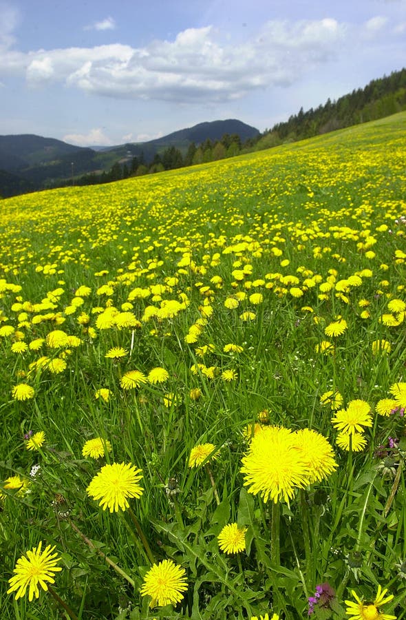 Jelow Flowers Stock Photos - Free & Royalty-Free Stock Photos from ...