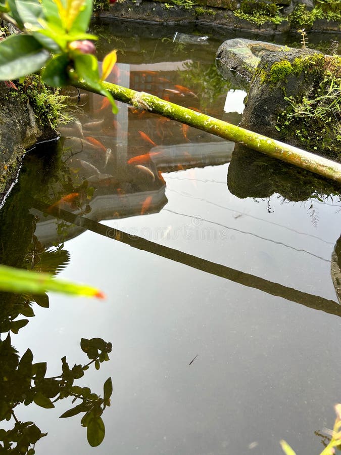 A Fish Pond with Calm Water Reflecting Reflections and Small Red-orange ...