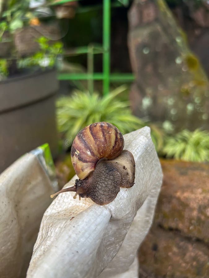 A Snail with a Brown Coiled Shell with Patterns on a White Sack in a ...