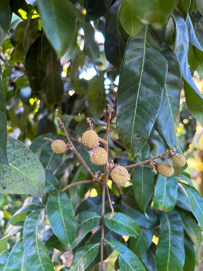 Young Longan Fruit Still Hanging from the Tree Against the Background ...